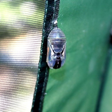 Proses Metamorfosis: Kupu-Kupu Keluar dari Kepompong